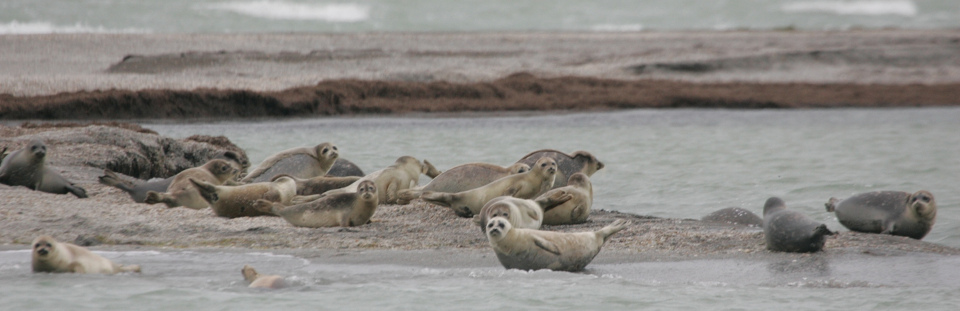 PhD & post-doctoral fellowhship opportunities in Caspian seal ...