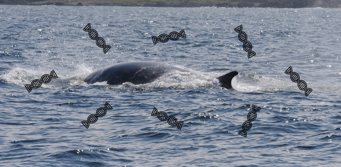 UK Cetacean eDNA Network – Goodman Ecology & Evolution Lab @Leeds