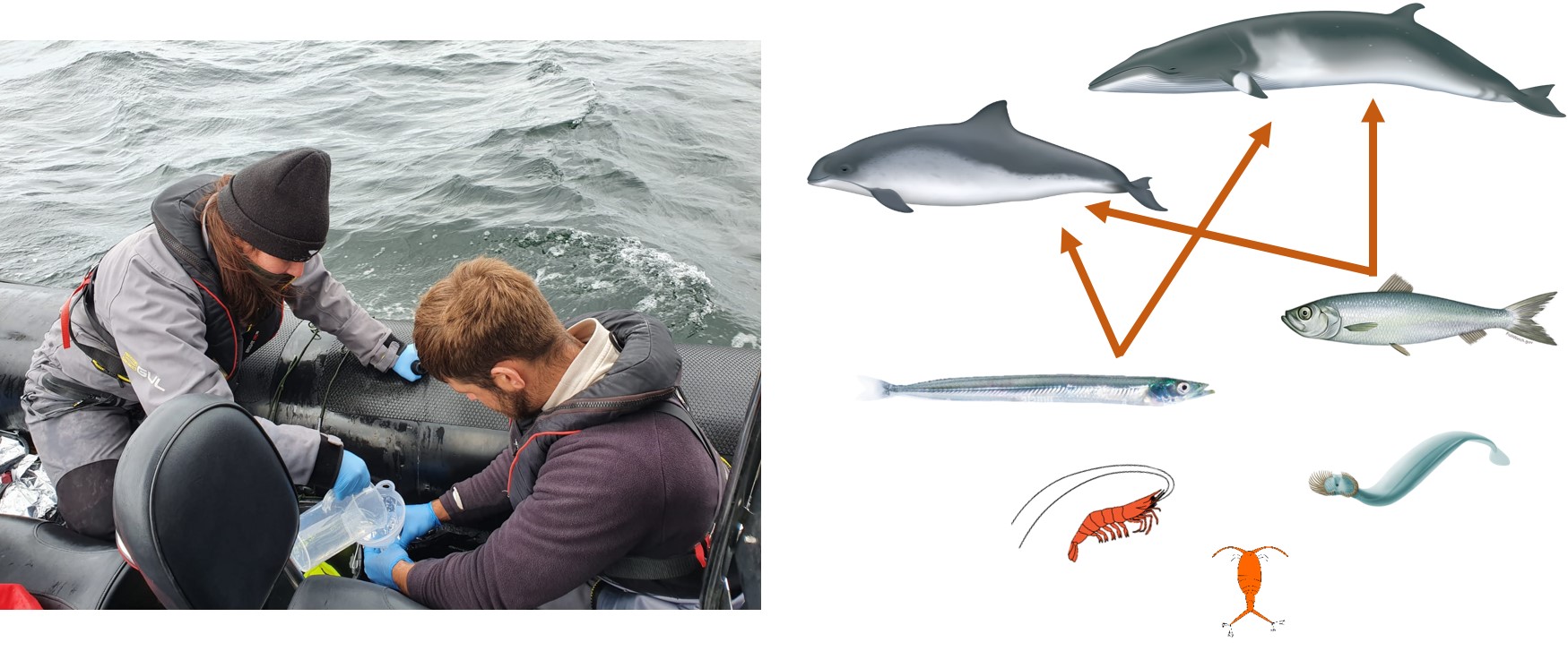 UK Cetacean eDNA Network – Goodman Ecology & Evolution Lab @Leeds